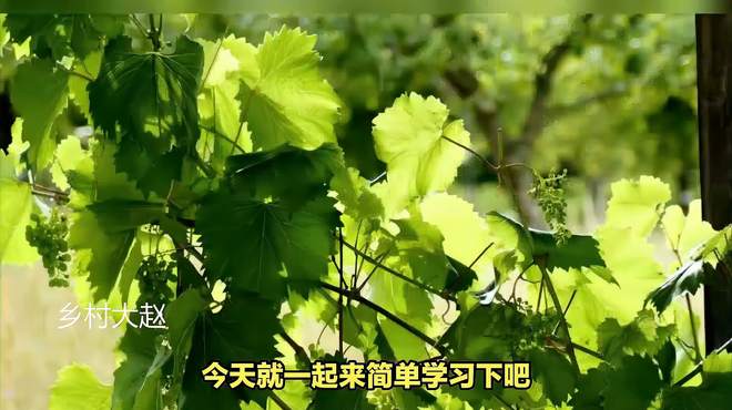 葡萄栽培技术的技术有哪些