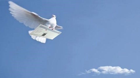 古代用飞鸽送信,信鸽是怎么知道准确位置的?答案非常.