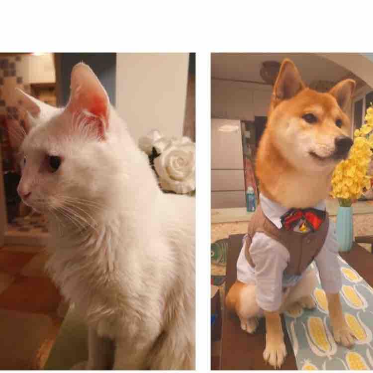 一猫一狗的混乱生活 