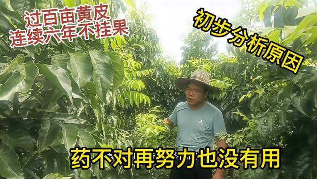 广西百亩黄皮连续六年不挂果,直击现场处理重点直接解决问题