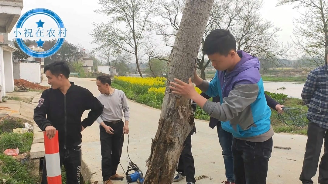 大叔家砍树,全村人都来帮忙,树倒后结果让人哭笑不得