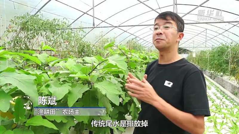 IT工程师返乡当“新农人” 打造“鱼菜共生”新农场