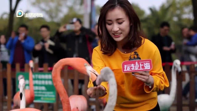 一天的好心情从动物开始,玩转上海野生动物园