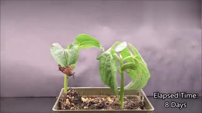 单子叶植物与双子叶植物发芽过程的延时摄影科普自然