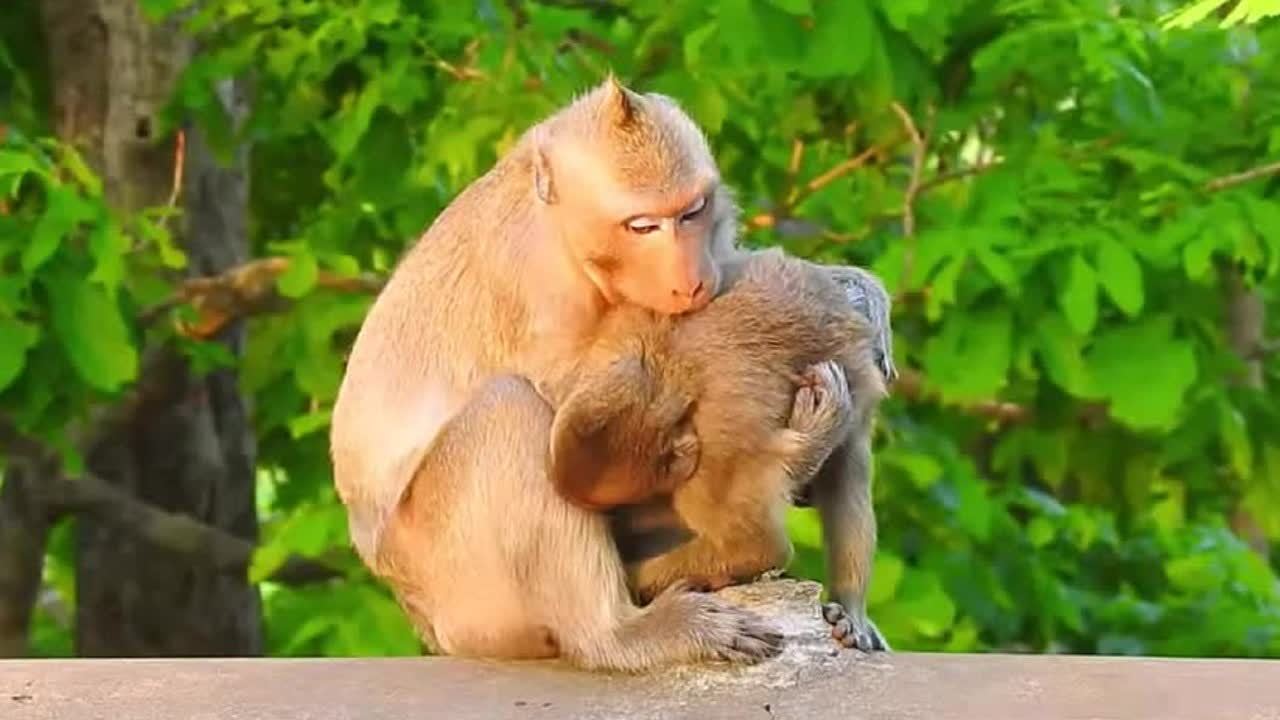 小猴子被卡在网子里面,摄影师出手相救,小猴子吓得屎都出来了