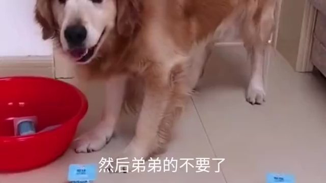 这是一只小学数学毕业了的金毛,十以内的加减法算的太溜了