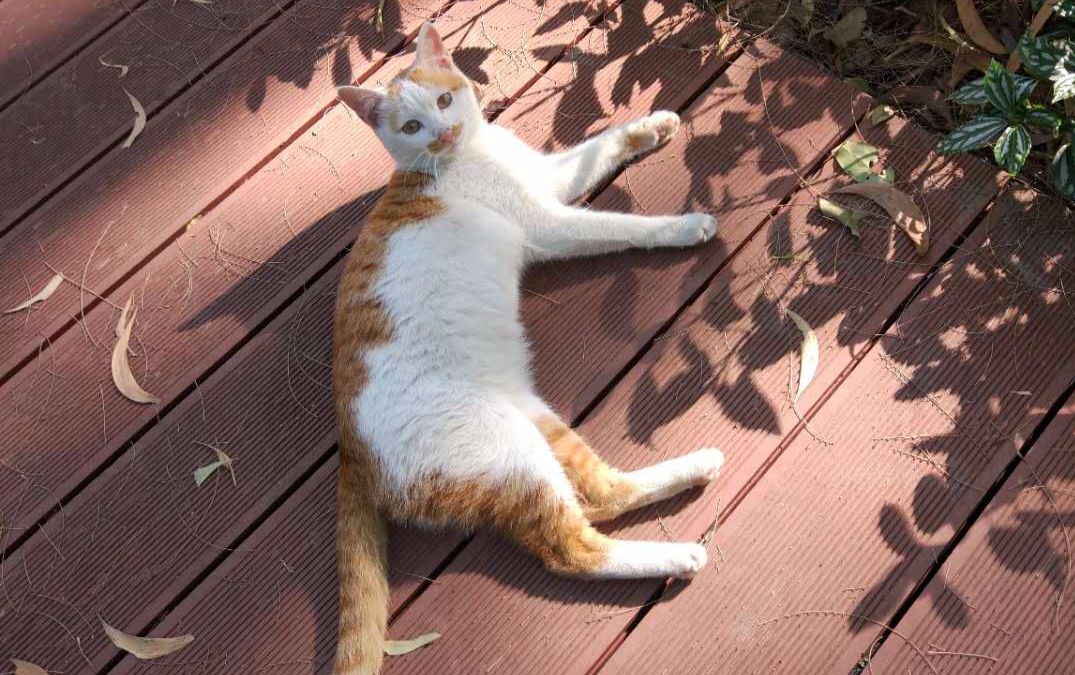 【日常观察校园猫咪】突然舔脚是什么操作?