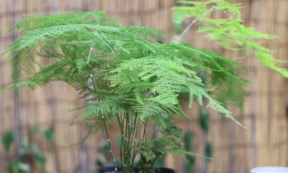 养文竹,用上这种“粪干”,效果显著,叶子翠绿不黄化