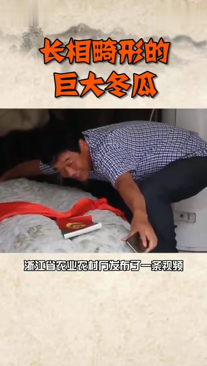 浙江农民中出特大冬瓜,重量达到447斤,需要四个人才能抬的动