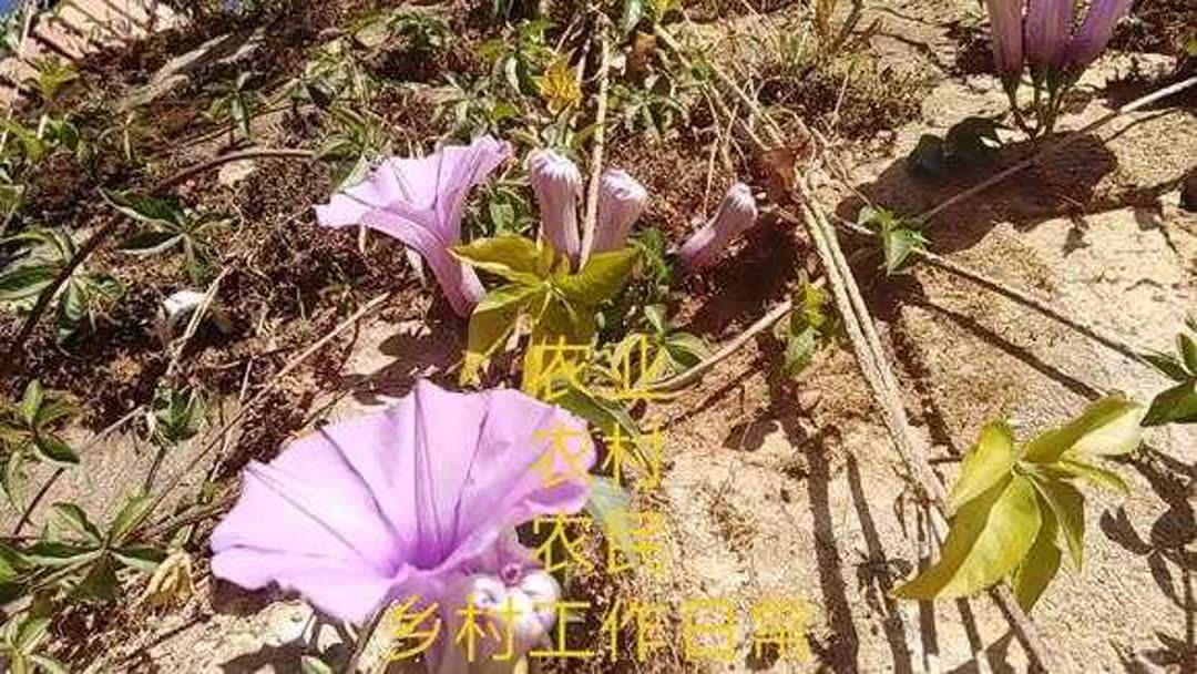 已经领取养老保险待遇的家人不要忘记到乡镇社保中心办理这件事