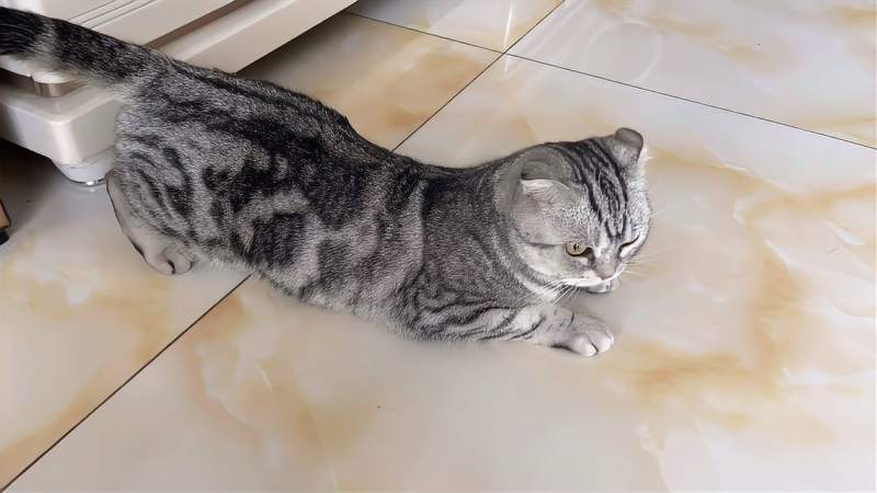 我发现猫咪痔疮这个事情是真的传染,一个传染一个!绝了!