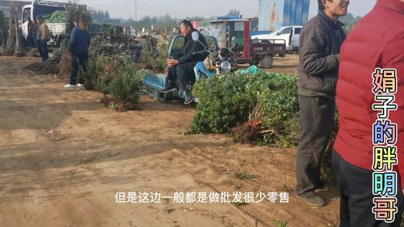 山东最大的苗木交易市场,各类苗木齐全。蔷薇1元一颗太划算