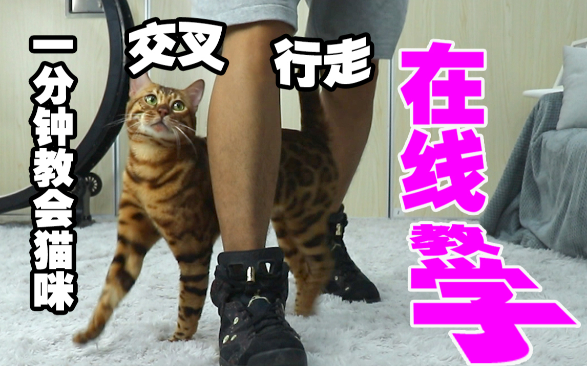 一分钟教会猫咪交叉行走