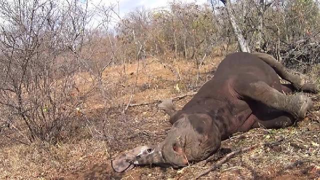 犀牛的角被切,人们为它装上3D仿生角,下一秒犀牛的反应让人欣慰