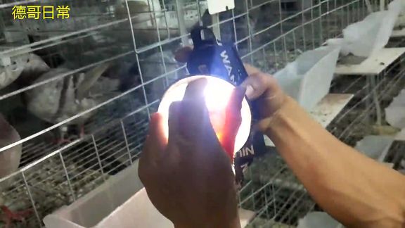 德哥教你咋区分鸽子蛋是受精蛋还是菜蛋