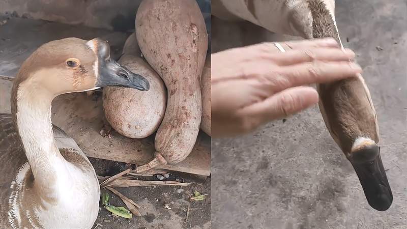 重庆养六年大鹅被宰前流泪后续:不杀后,躲一夜被找回温柔安慰