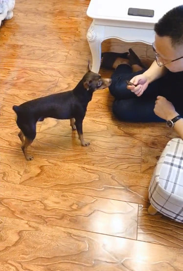 男主人中毒后狗狗这反应真让人想不到