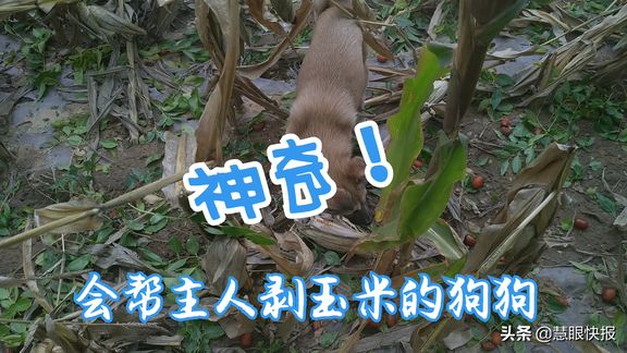神奇!会帮主人剥玉米的狗狗#太原身边事#