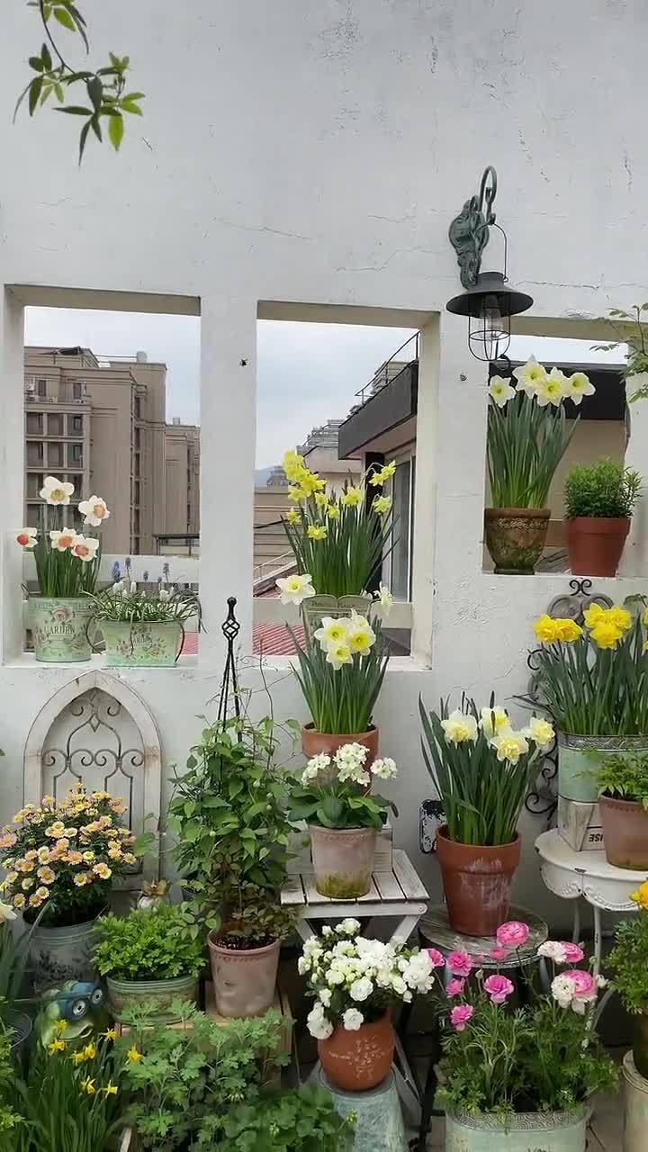 洋水仙的种植总算把球根花卉都种下了,种下春天,种下希望水仙花球根...