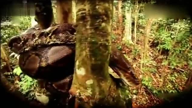 1995年,马来西亚蟒蛇伤人真实事件!