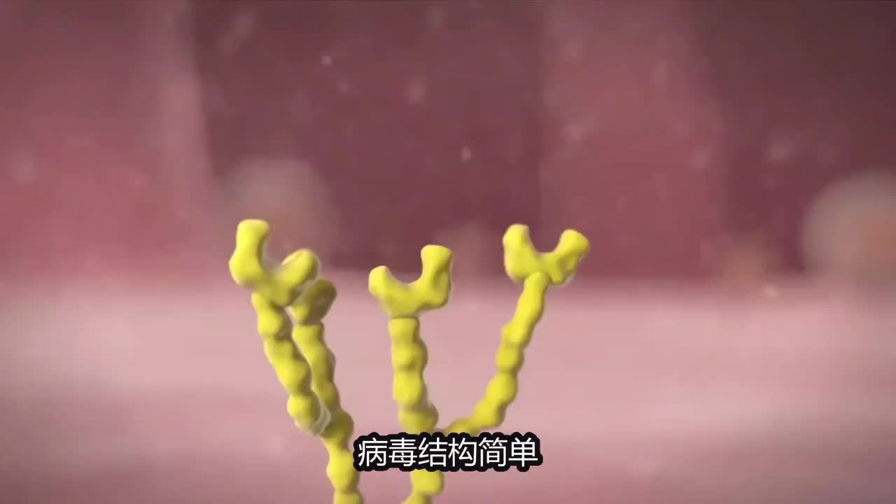 病毒与人类之间的关系人的进化离不开病毒