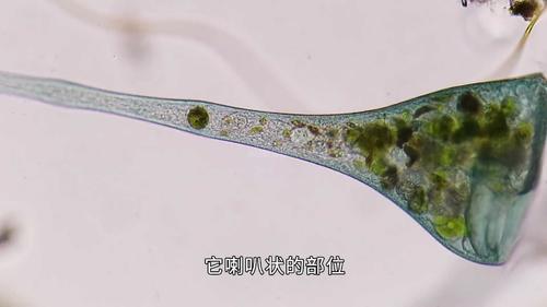 神奇的微生物世界之旅(1)