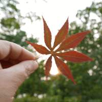 花无数传媒 