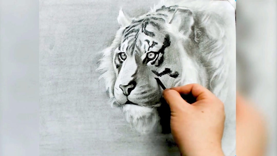 素描老虎如何画?素描动物速成教程,毛发质感这样表现