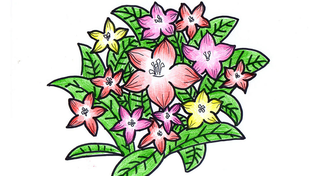 漂亮的满天星五星花简笔画手绘