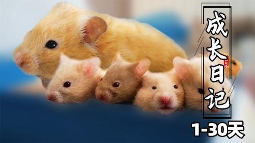 仓鼠发展日记:1-30天,看完心都化了!