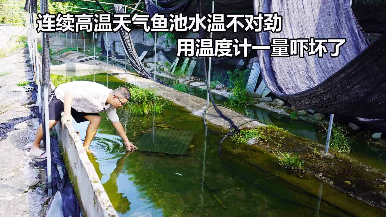 室外水池接连死鱼很不对劲,下水检查,不料被温度计的读数吓到了