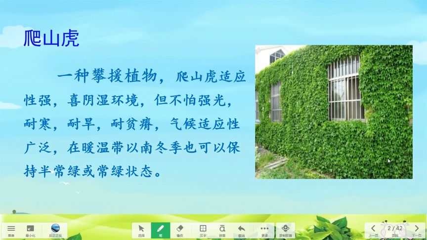 《爬山虎的脚》第一课时讲解,爬山虎一般生长在哪里