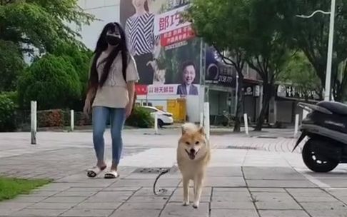 高雄一狗狗学校老师接狗狗上学,狗狗好开心,好像很爱上学的样子!