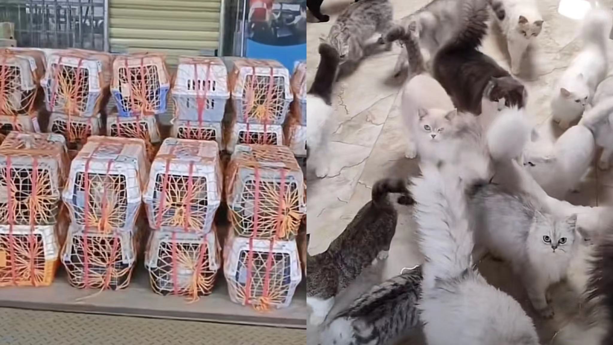 宠物店老板带67只猫跨越3400公里搬回老家:花费近4万,不想它们被...