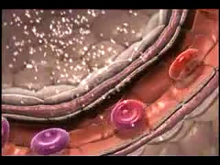 3D动画演示:机体内氧气运输