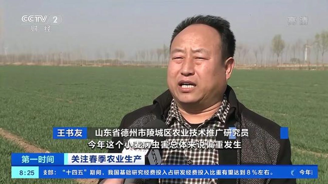 今年全国小麦病虫害偏重发生 农业农村部开展“虫口夺粮”攻坚战