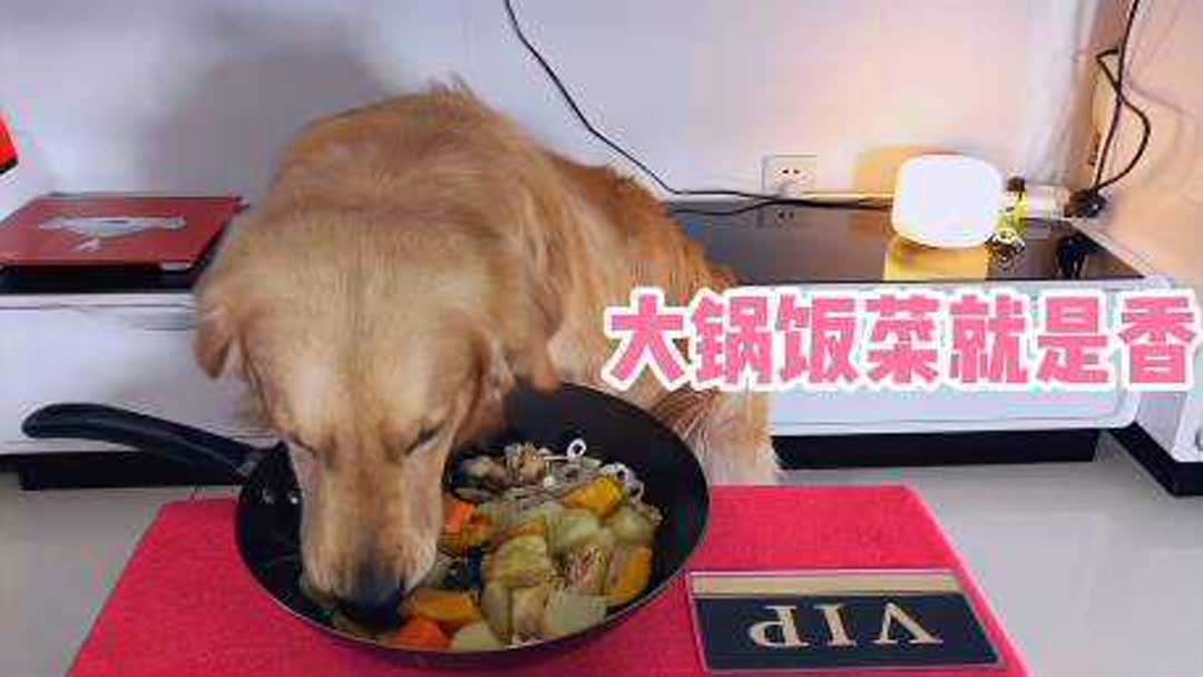 金毛犬饭饭吃大锅饭菜,独自上班养活生病的泰迪哥哥