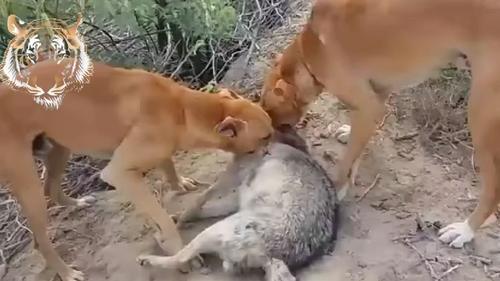 野生两条大黄狗把狼给咬死了,没有想到大黄狗也会锁喉这一招