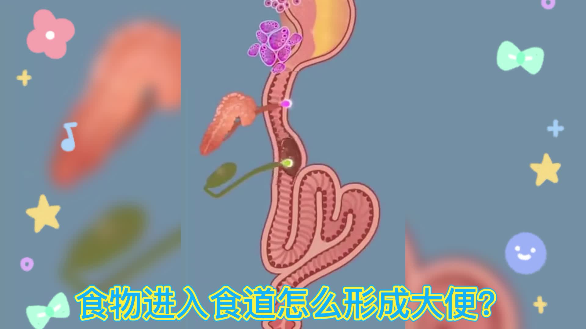 食物在人体内的肠胃,消化吸收全过程?
