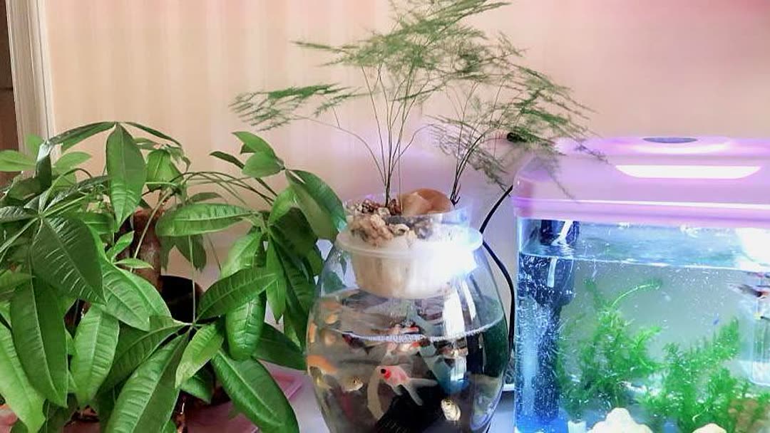 小鱼缸大过滤,按照这个原理,你也能做出来强大过滤系统的鱼缸
