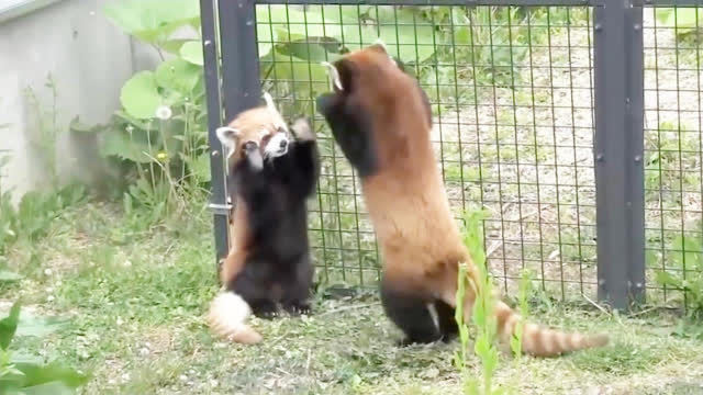 可爱呆萌的小熊猫,形似小浣熊,小熊猫:我可是吃肉的
