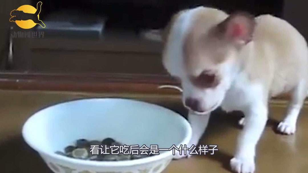 小狗第一次吃狗粮,狗的反应太逗了,镜头拍下全过程