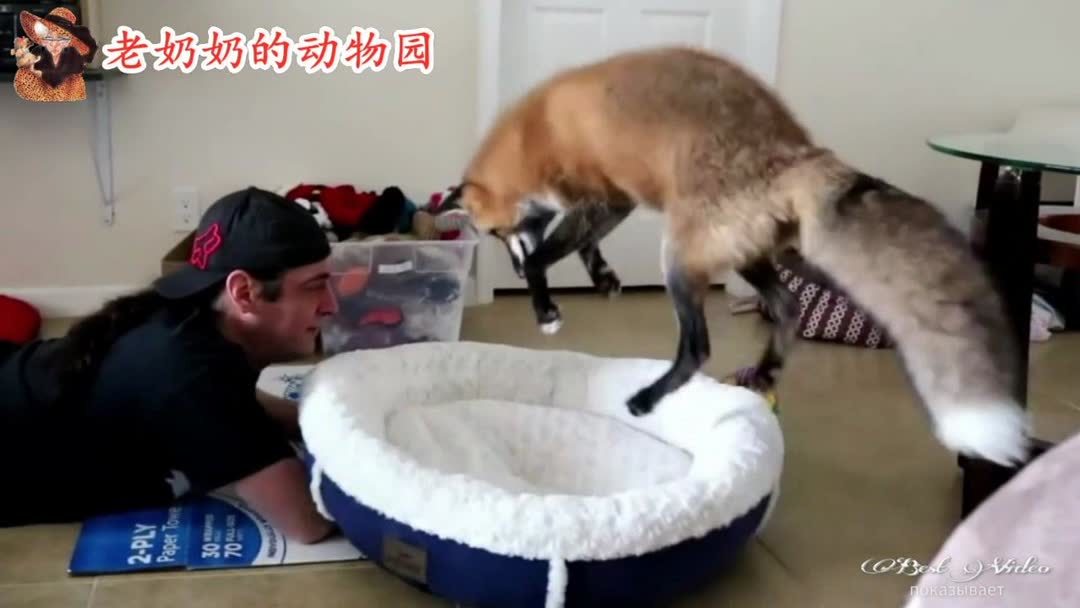 主人假装垫子下有老鼠,小狐狸马上就做出了捕食的动作