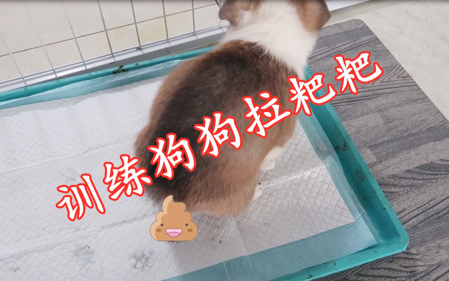 养狗最烦恼的就是随地大小便,看小伙子怎么训练狗狗上厕所