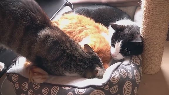 狸花猫也会撒娇,对着橘猫抱怨窝太小,橘猫也很暖心