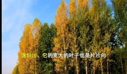 朗读《白杨礼赞》茅盾白杨树实在是不平凡的