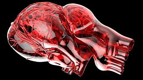 全球器官移植稀缺? 用不了50年, 动物器官可培育成人体器官