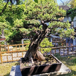 进中老师的果园 