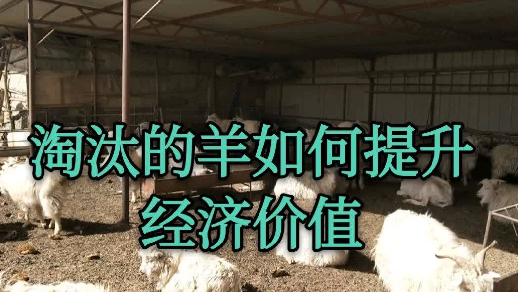 羊如何实现快速销售?小伙分享自己的销售模式,既简单又方便