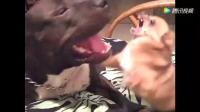 藏獒都能咬死的比特犬 遇到它之后毫无还手之力